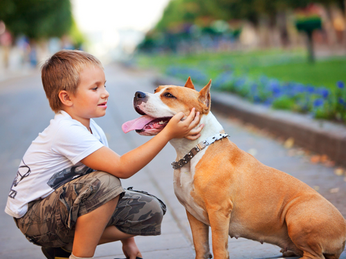 5 ways to live a better lifestyle with the help of our dogs ...