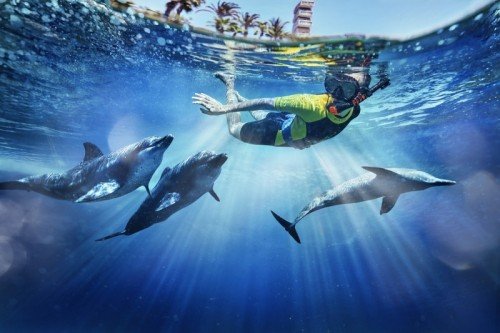 Atlantis Aquaventure’s Dolphin Bay Introduces Three New No-Contact ...